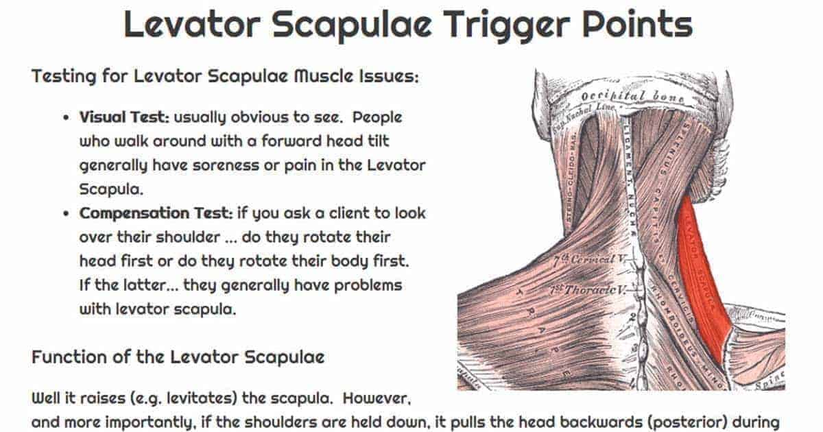 Levator Scapulae Exercises & Stretches - Sand and Steel Fitness Levator Scapulae Exercises & Stretches - Sand and Steel Fitness